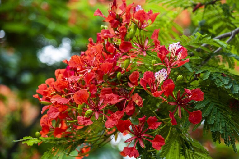 भारत में पाए जाने वाले खूबसूरत फूलों के पेड़/ Beautiful flowering trees ...