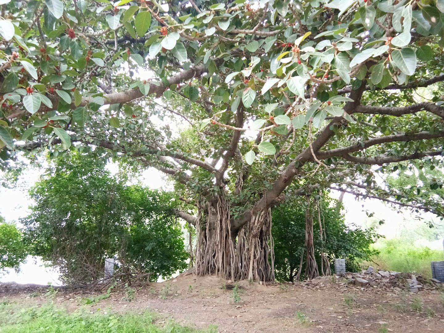 हिन्दू धार्मिक आस्था से जुड़े महत्वपूर्ण पेड़/ Important Trees Related ...