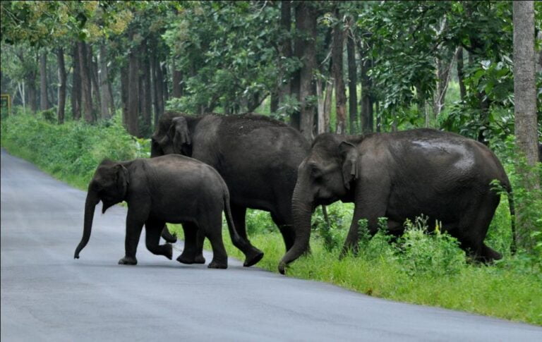 केरल में वन्यजीव अभयारण्य और राष्ट्रीय उद्यान || Wildlife Sanctuaries ...