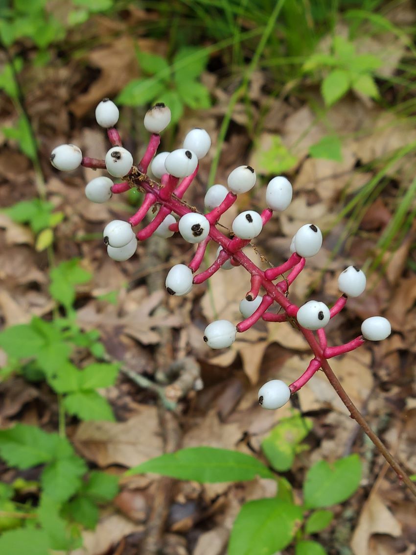 Eyeball-Plant-Solanum-pyracanthos - Nature Worldwide