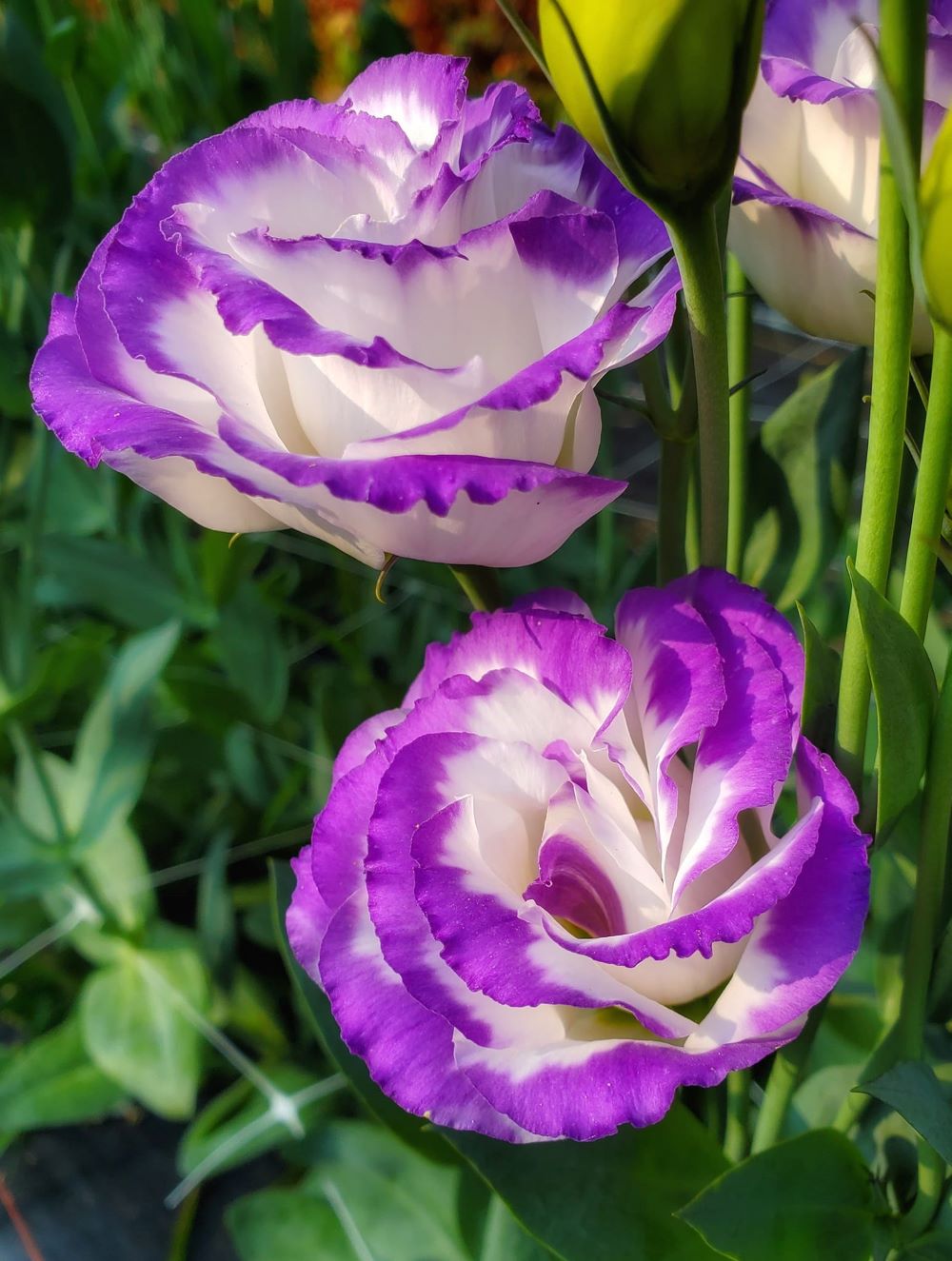 Lisianthus-Flower - Nature Worldwide