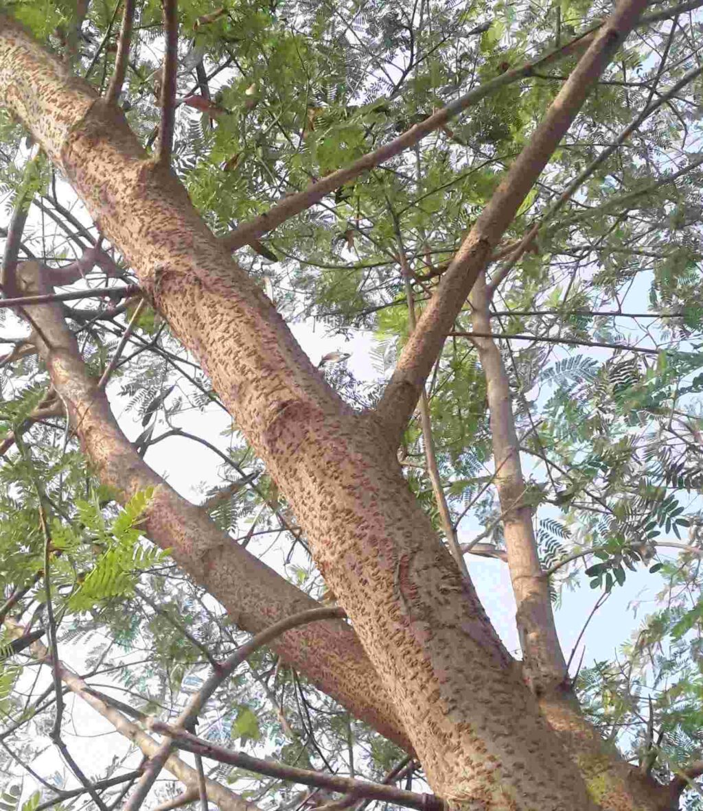 Top 10 Fastest-Growing Trees in India - Nature Worldwide