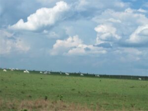 Exploring the Vastness: The 10 Largest Grasslands in the World - Nature Worldwide