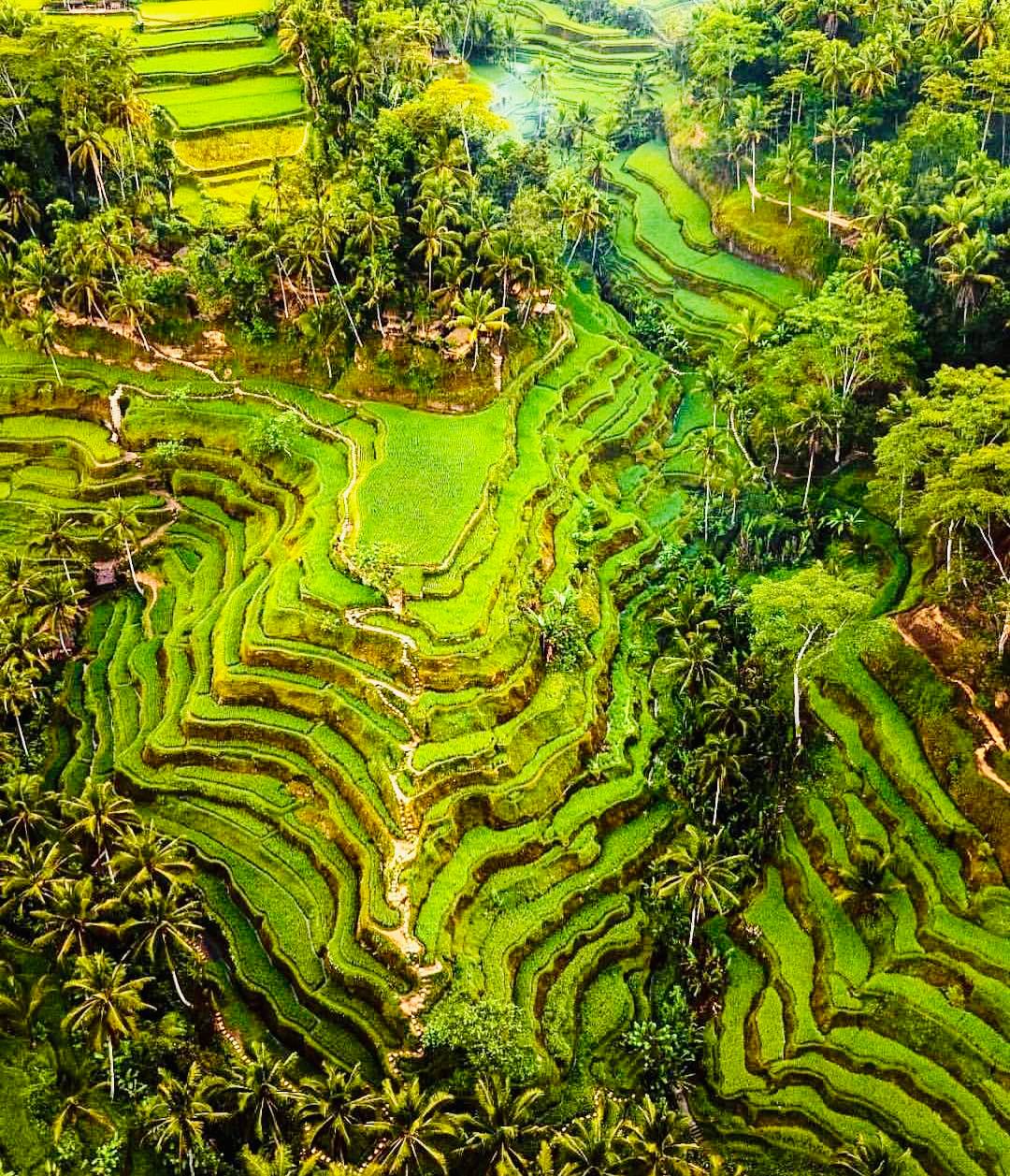 11 Incredible Terrace Fields Around the World - Nature Worldwide