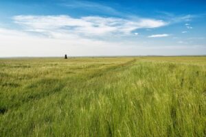 Exploring the Vastness: The 10 Largest Grasslands in the World - Nature Worldwide