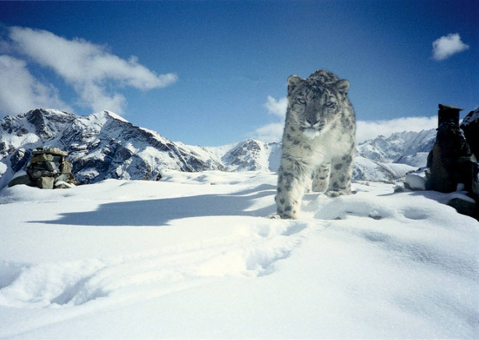 Hemis-National-Park - Nature Worldwide
