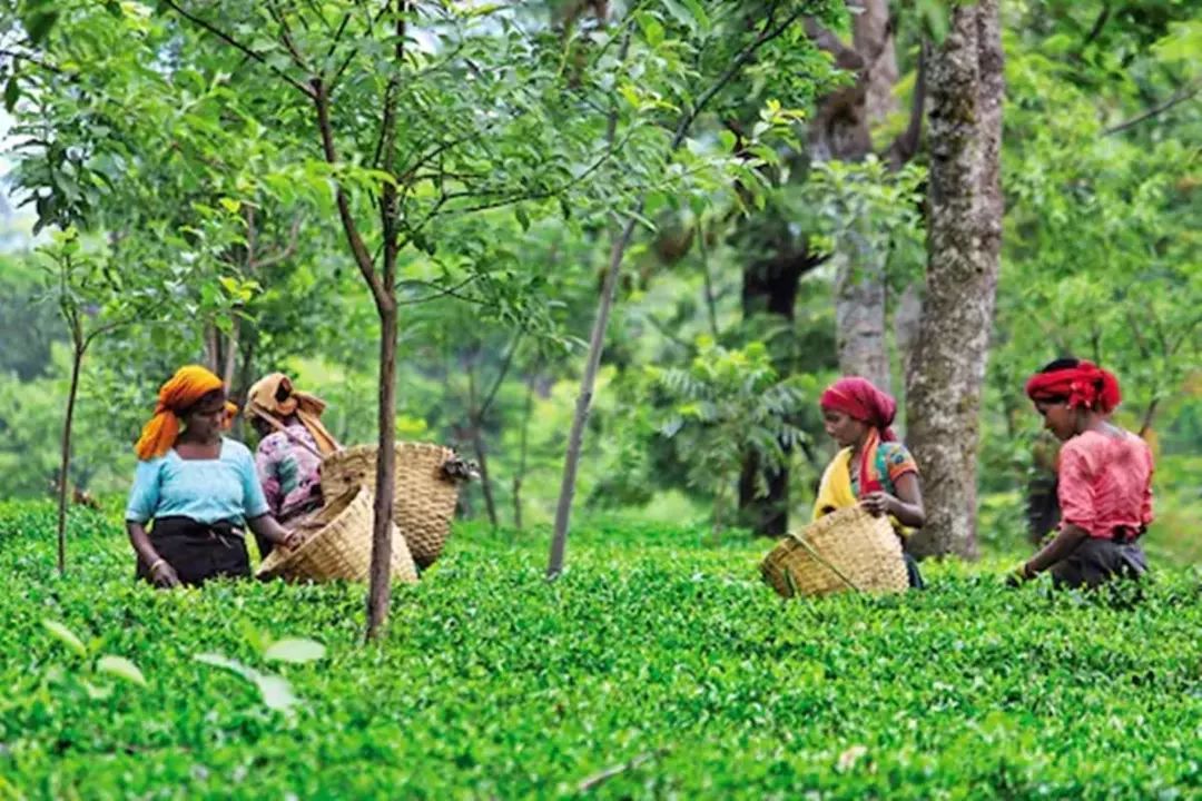 Top 10 Beautiful Tea Gardens of India - Nature Worldwide