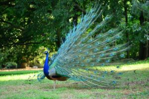 10 Most Beautiful Creatures in the World