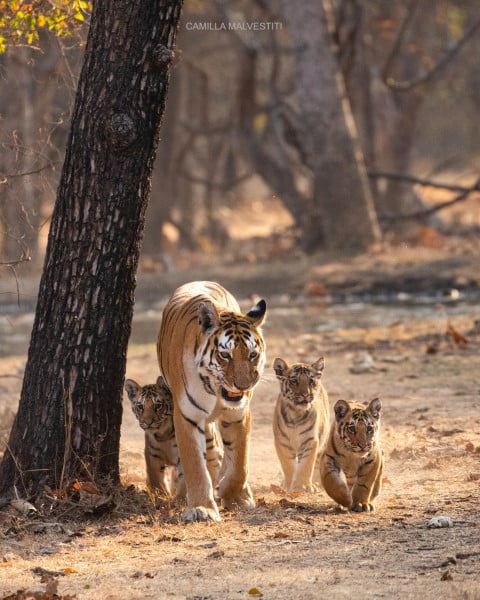 Pench-Tiger-Reserve-Small - Nature Worldwide