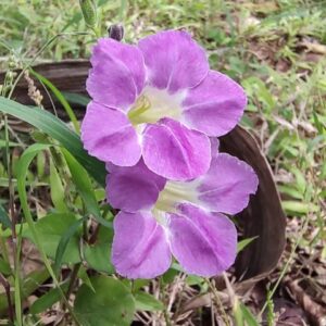 Beautiful Flowers In India