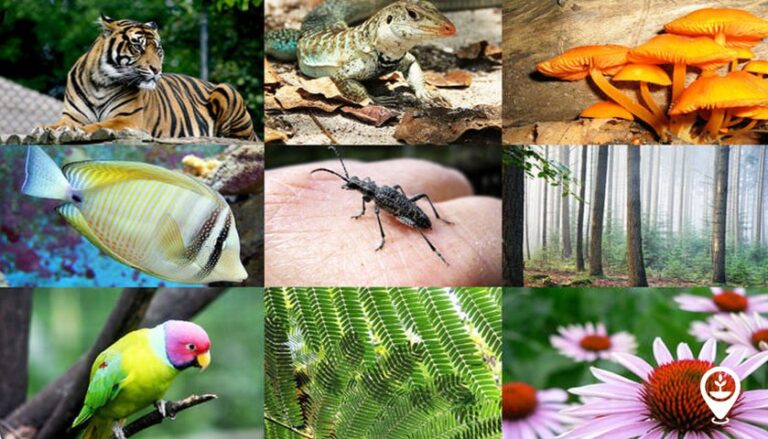 How Nature Affects Our Lives