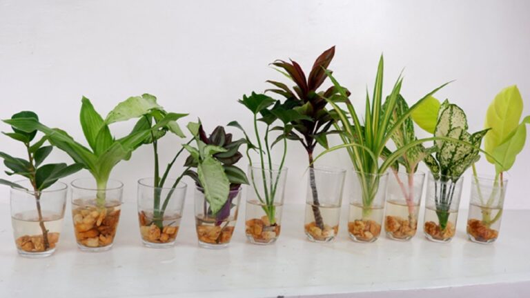 Top 10 Best Indoor Water Plants to Elevate Your Space - Nature Worldwide